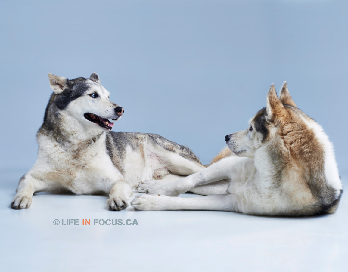 Siberian Husky photo-shoot | Montreal dog photography studio